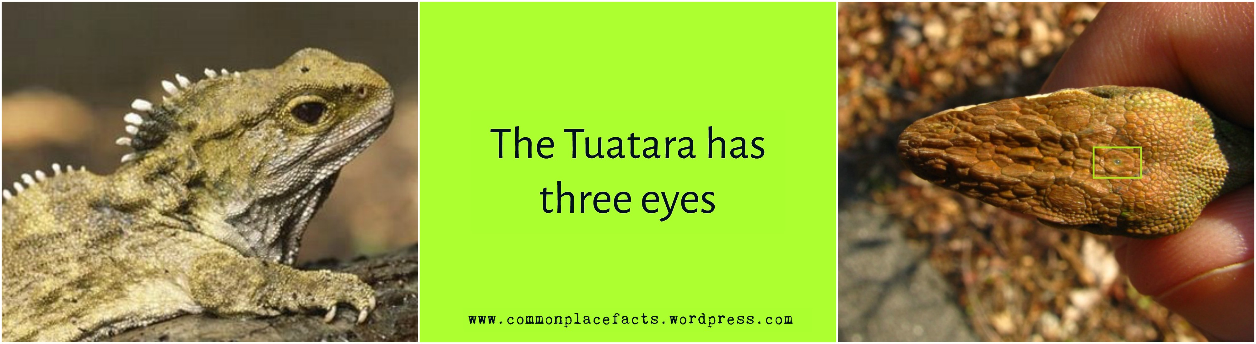 For the Tuatara, the Eyes Have It - Commonplace Fun Facts