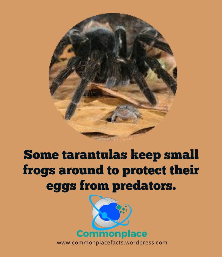 The Bodyguard Spider and the Pet Frog – Commonplace Fun Facts