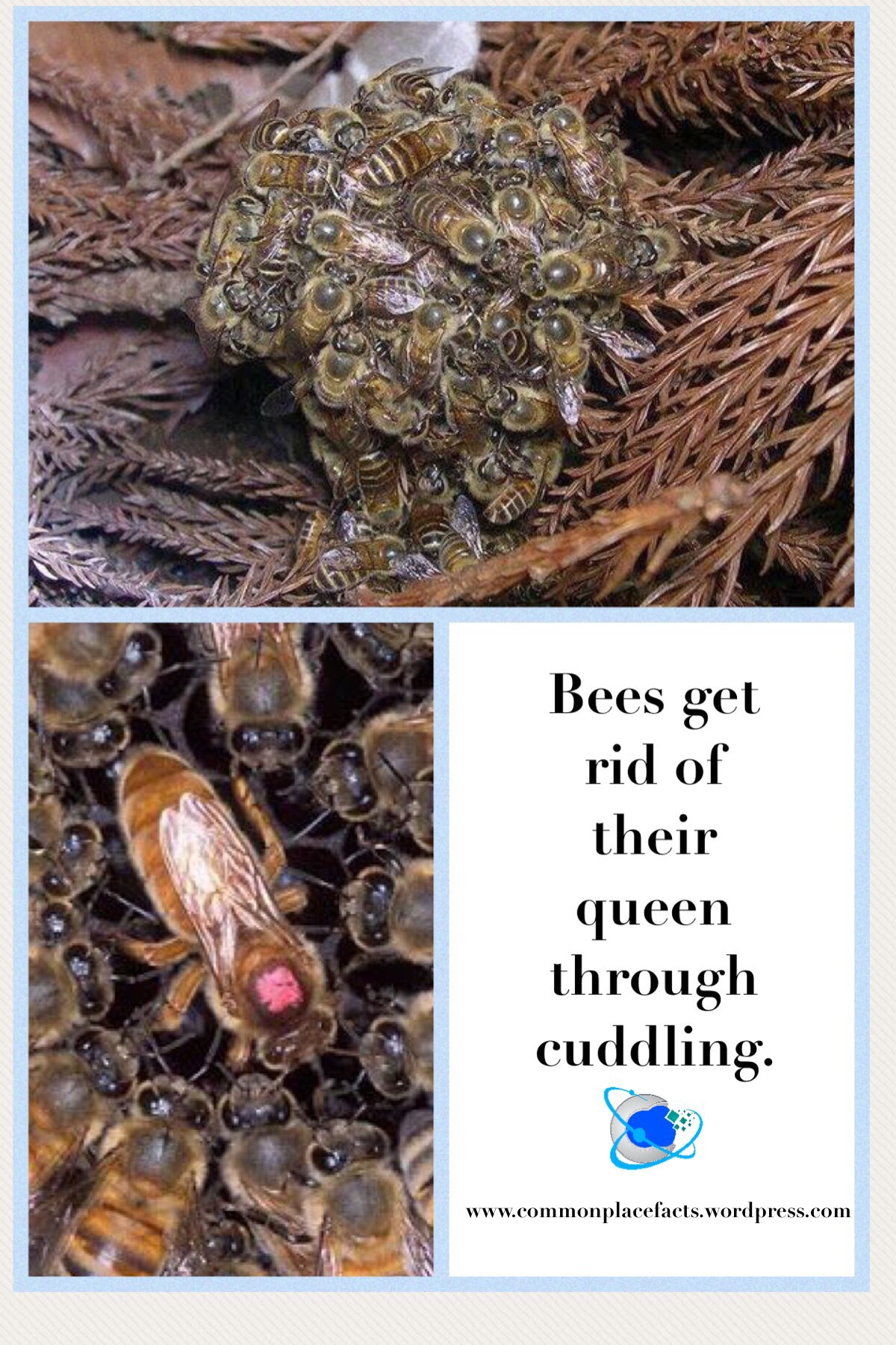 Death By Cuddling - Commonplace Fun Facts