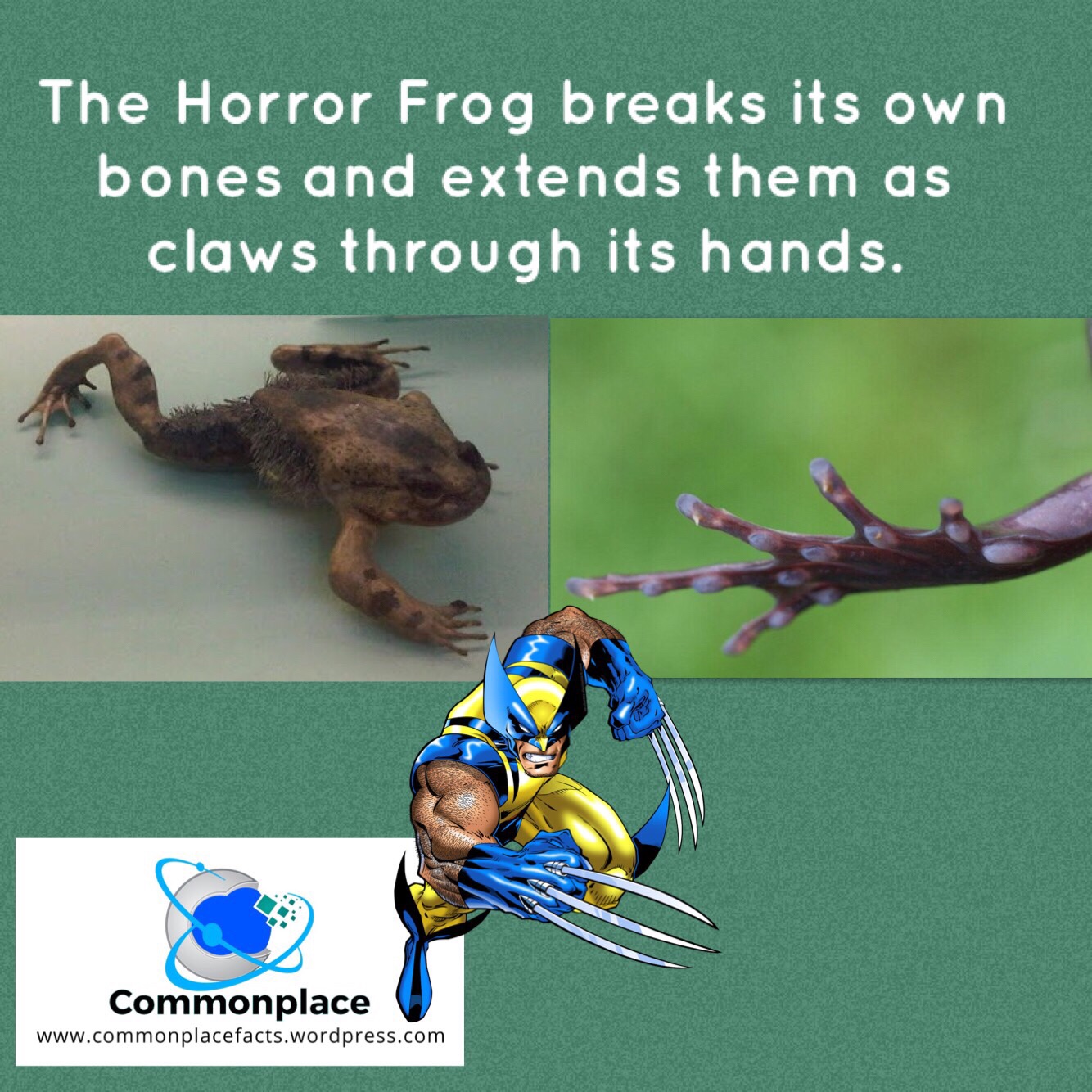 Step Aside, Wolverine; Meet the Horror Frog - Commonplace Fun Facts