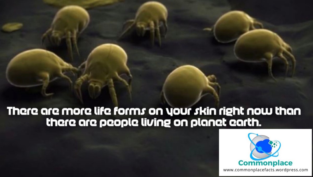 Your Body is a Planet for Lots of Life Forms – Commonplace Fun Facts