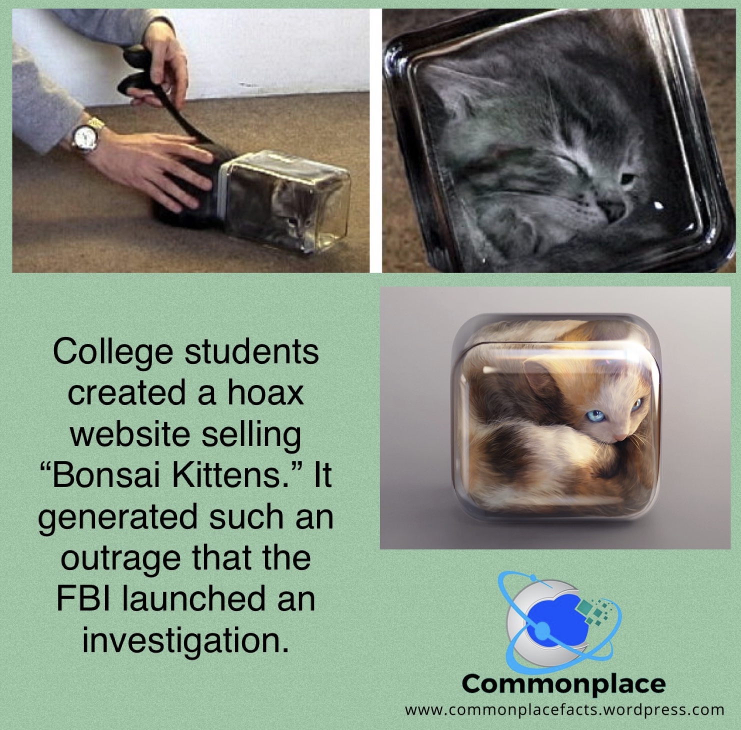 The Great Bonsai Kitten Hoax – Commonplace Fun Facts