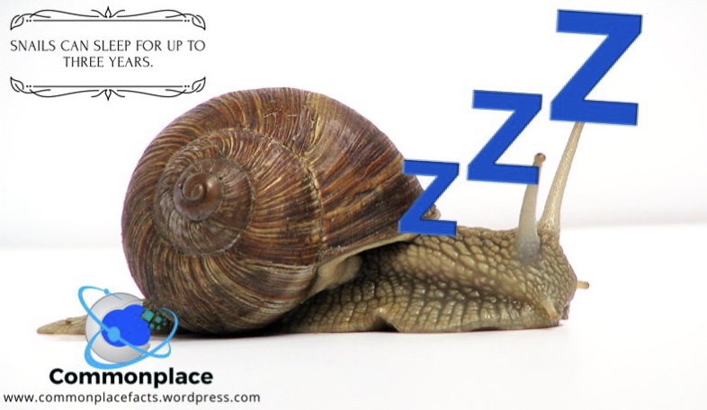 Snails: Slow, Slimy, and Sleepy - Commonplace Fun Facts