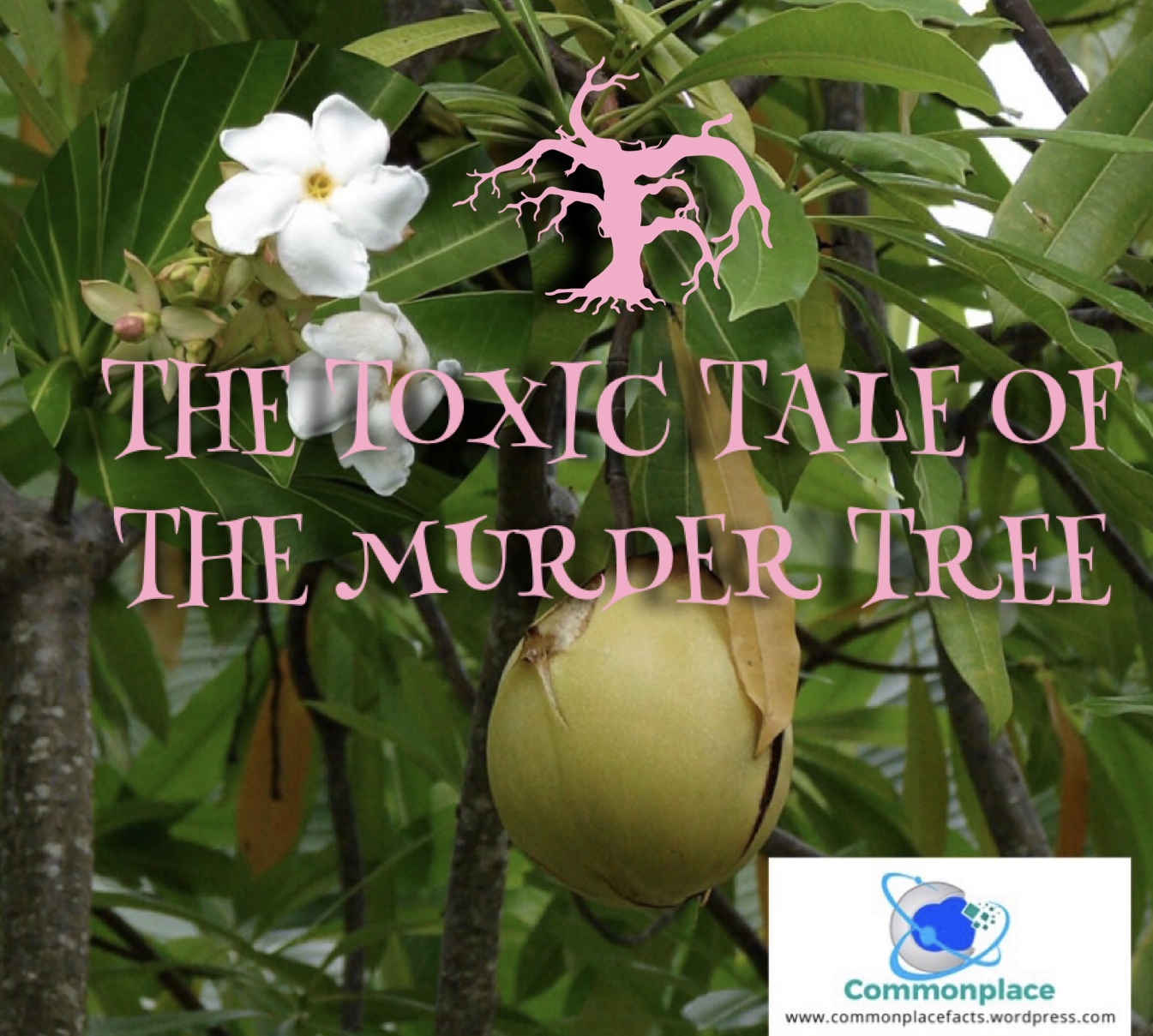 The Toxic Tale of the Murder Tree - Commonplace Fun Facts