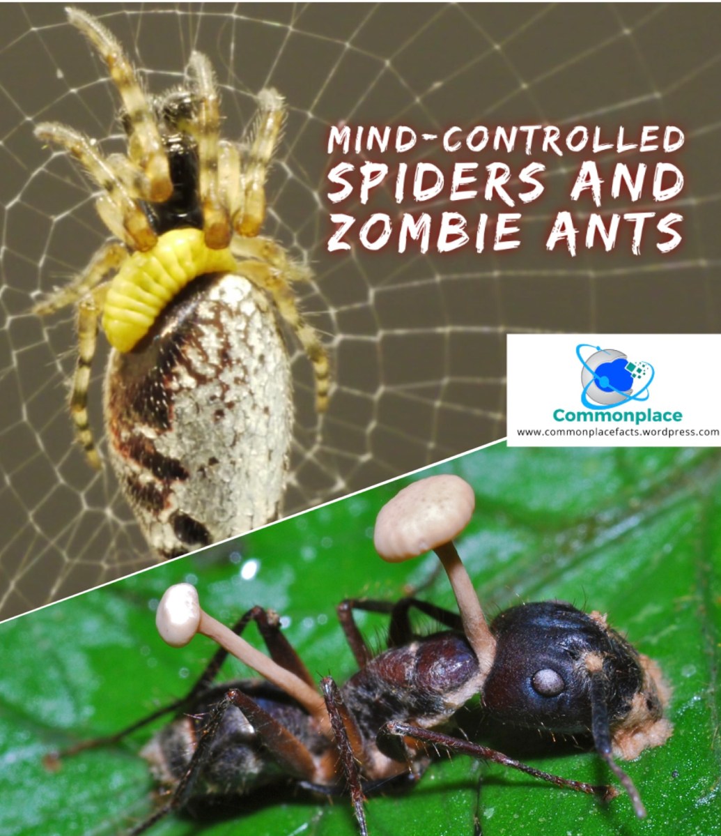 Mind-Controlled Spiders and Zombie Ants – Commonplace Fun Facts