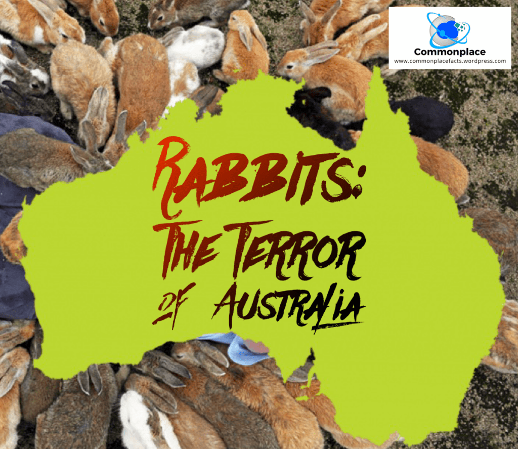Rabbits: The Terror of Australia – Commonplace Fun Facts