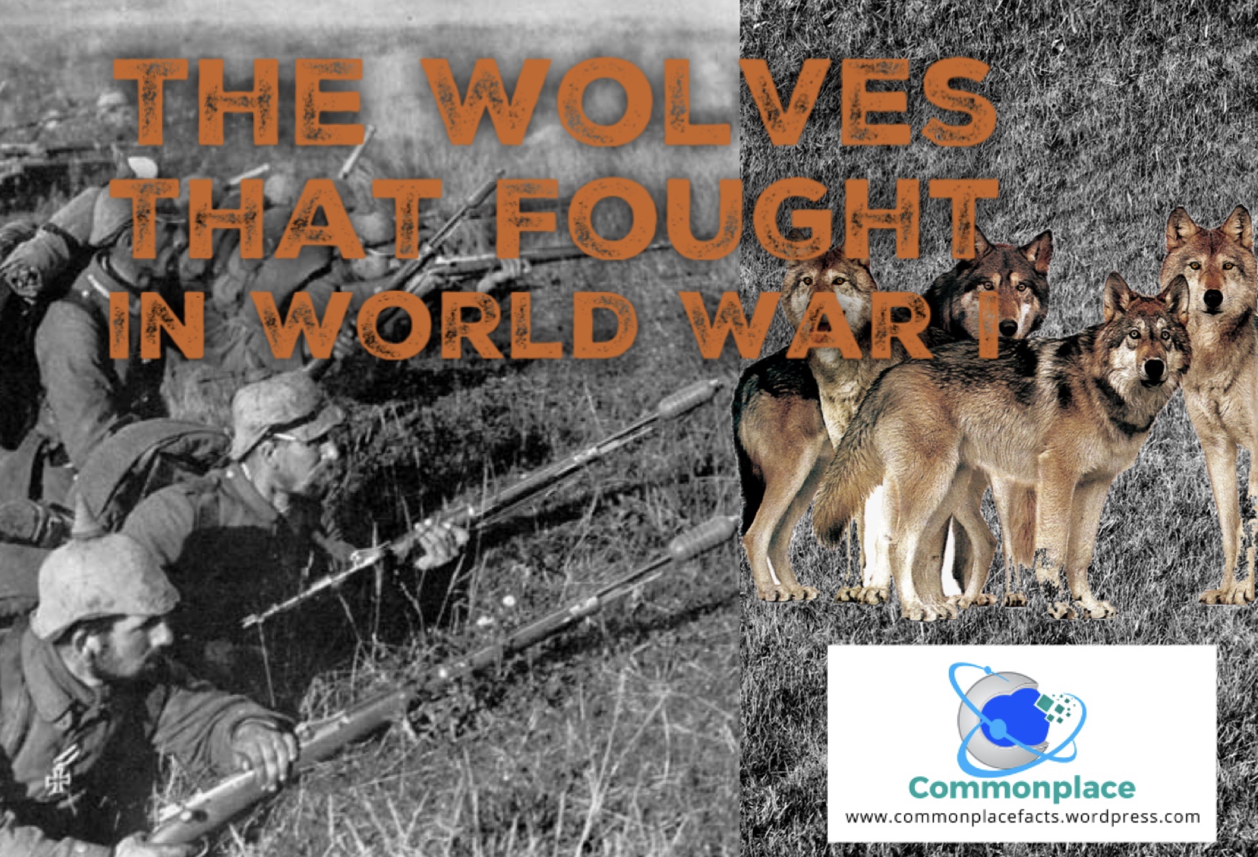 The Wolves That Fought in World War I - Commonplace Fun Facts