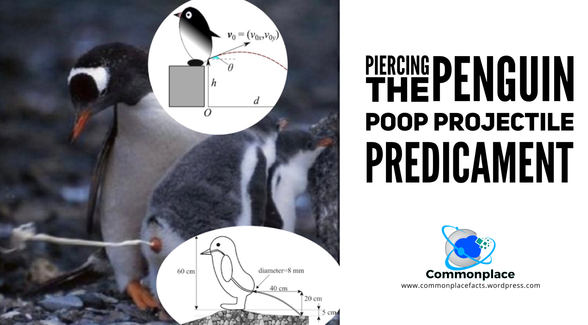 Piercing the Penguin Poop Projectile Predicament - Commonplace Fun Facts