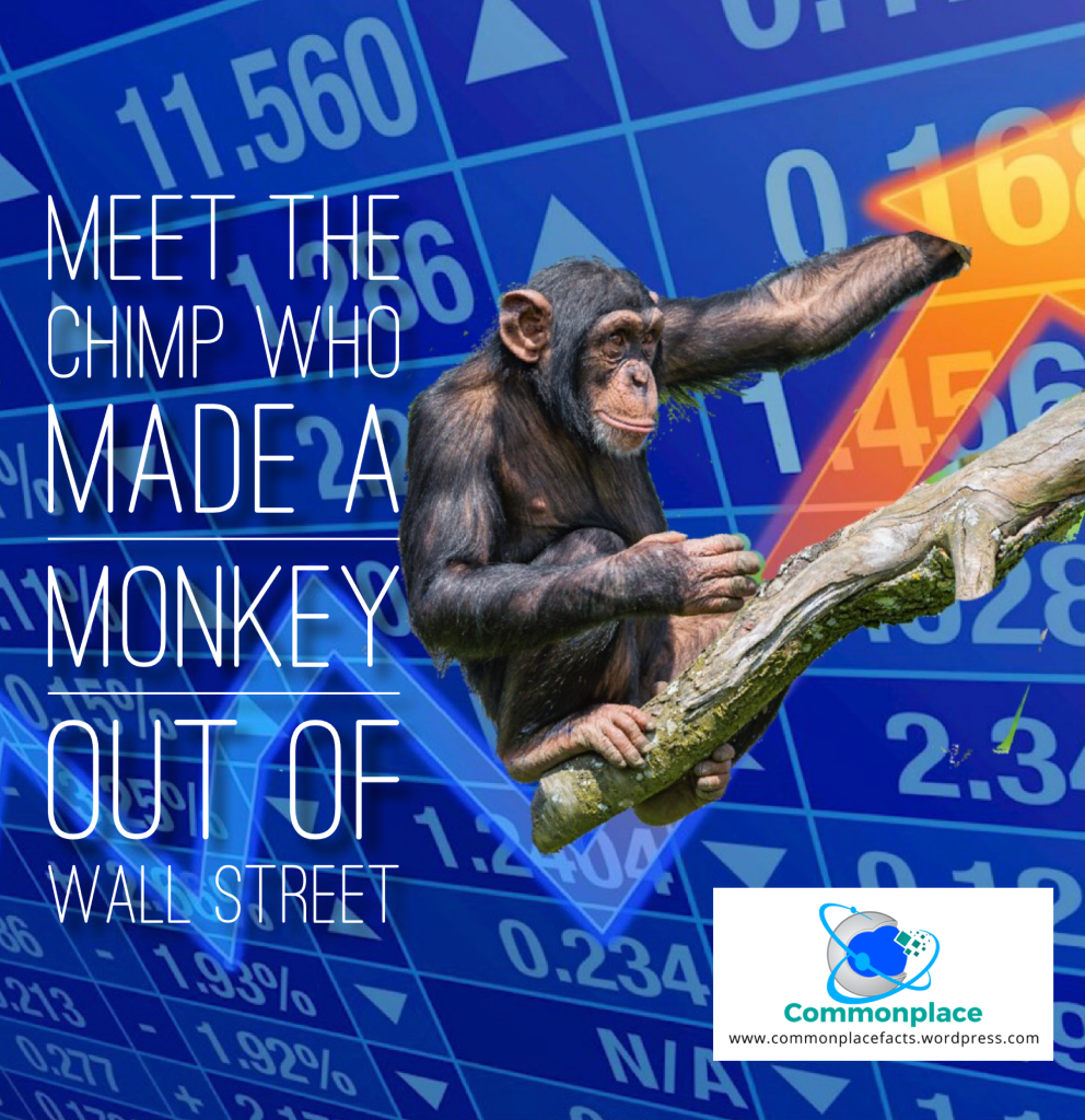 Meet the Chimp Who Made a Monkey Out of Wall Street – Commonplace Fun Facts