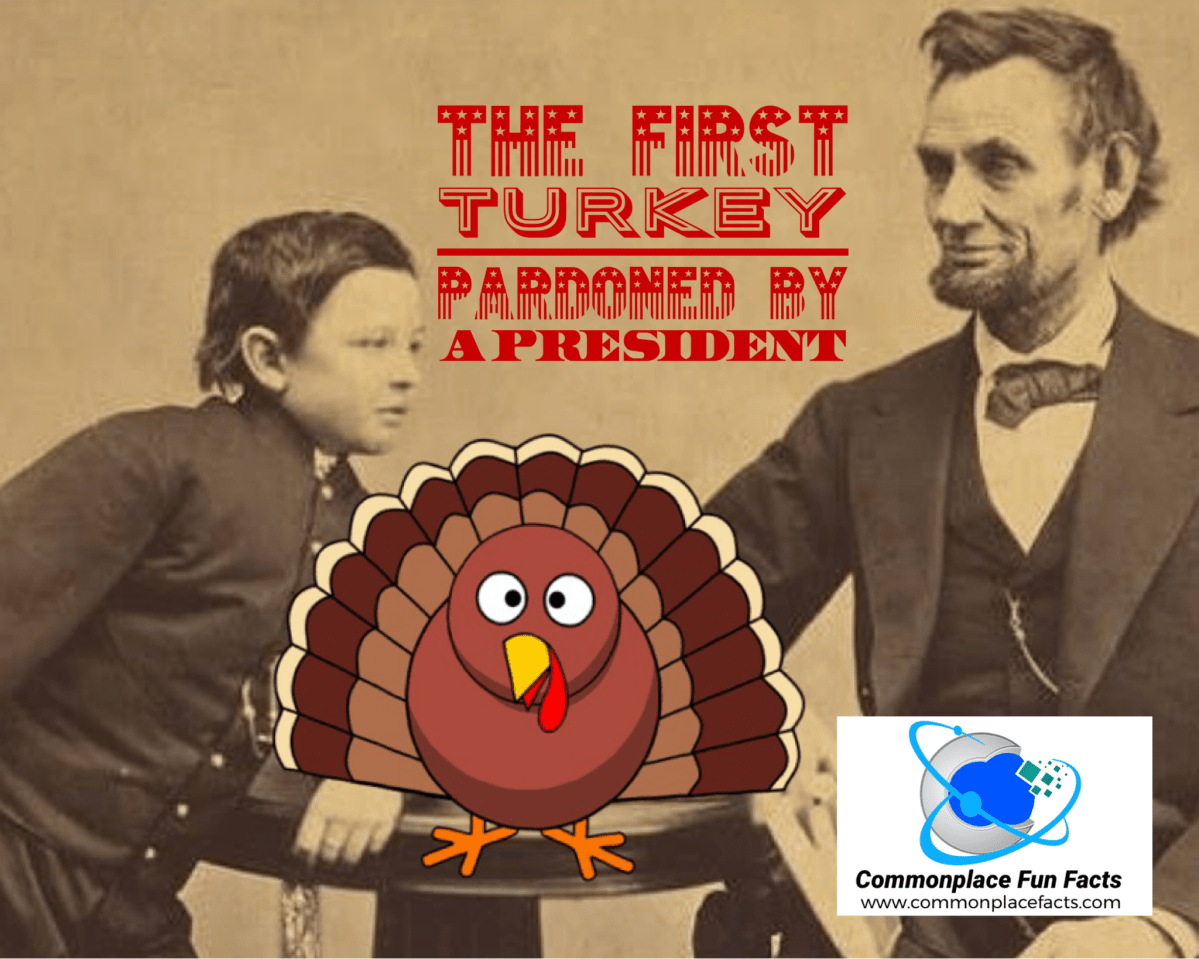 The First Turkey Pardoned By a President – Commonplace Fun Facts