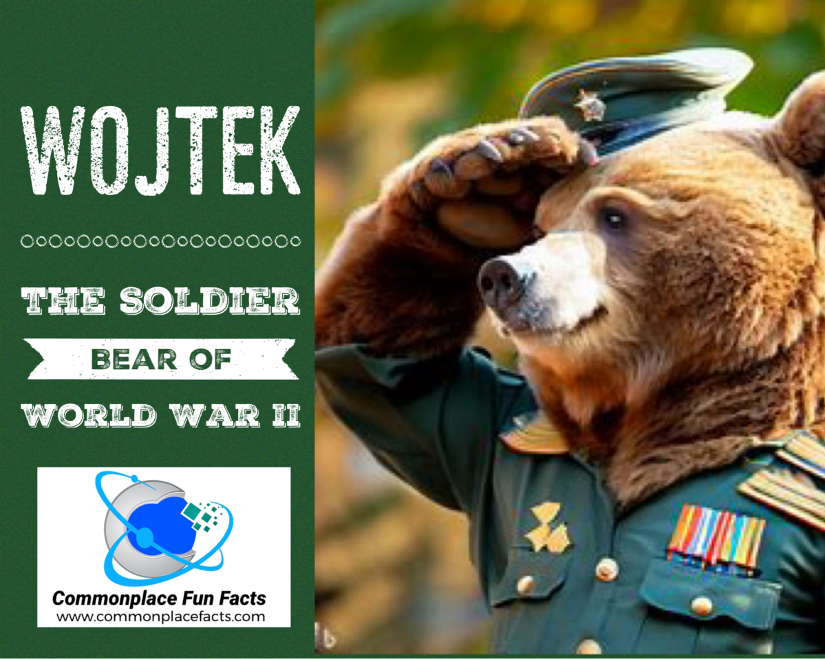 Wojtek the Soldier Bear of WWII – Commonplace Fun Facts